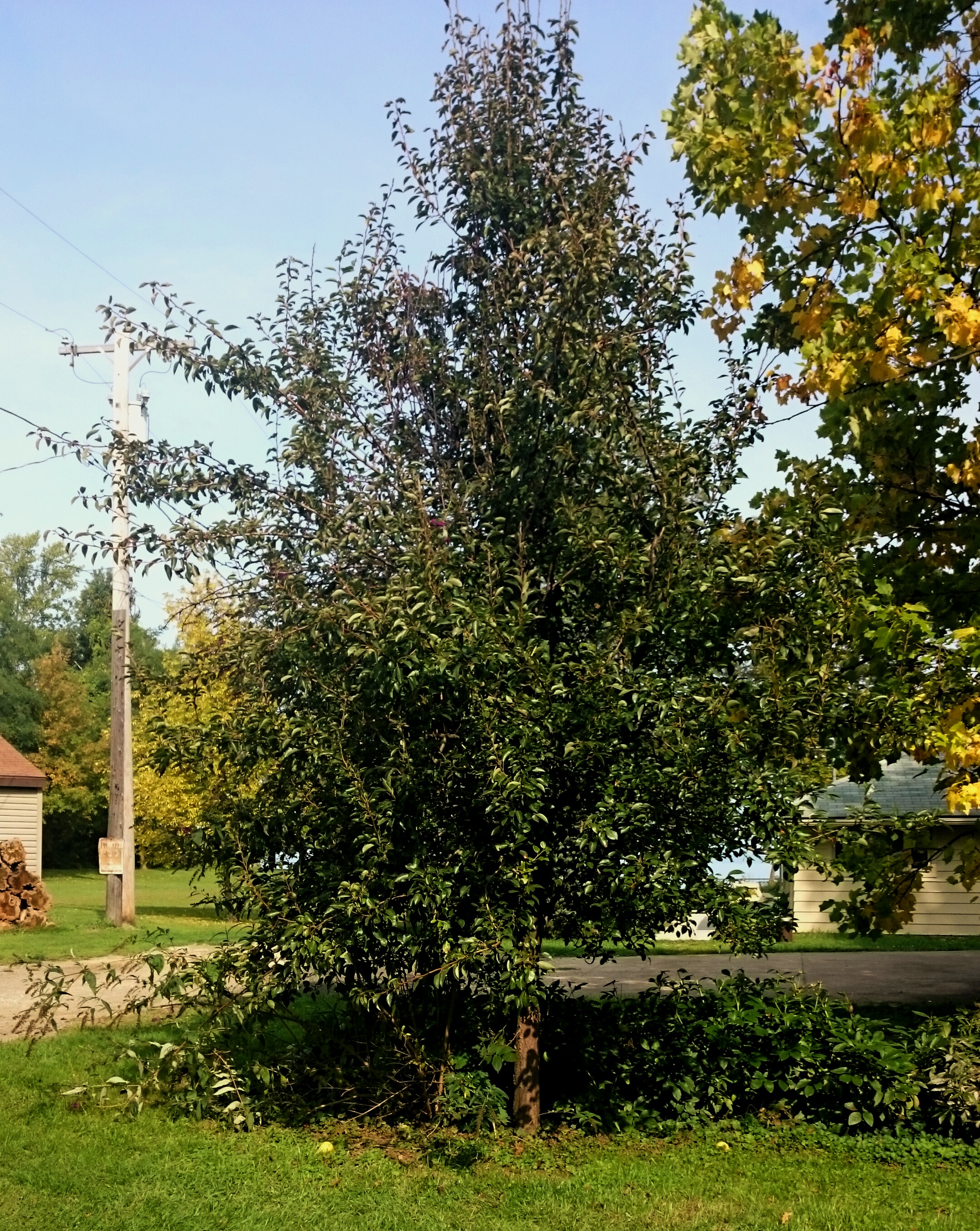 The Pear Tree – Mary E. Nolte